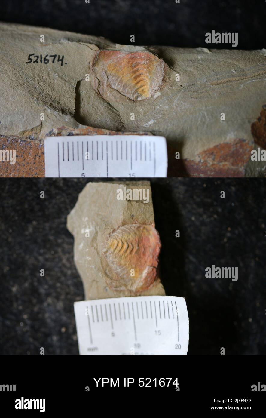 Xiphosurida hi-res stock photography and images - Alamy