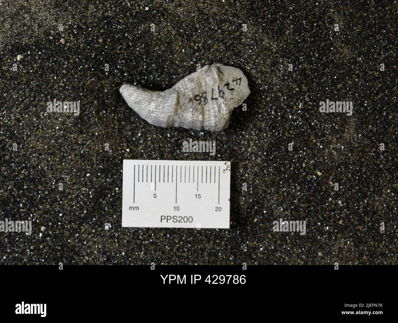 Rugosa coral hi-res stock photography and images - Alamy