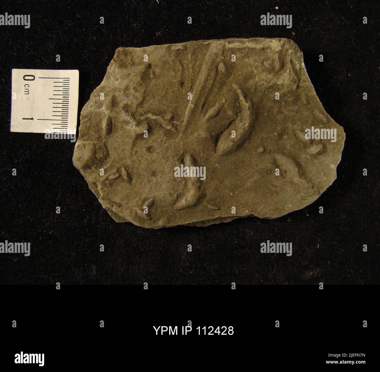 Undet ichnofossil ichnofossil ichnofossils hi-res stock photography and ...