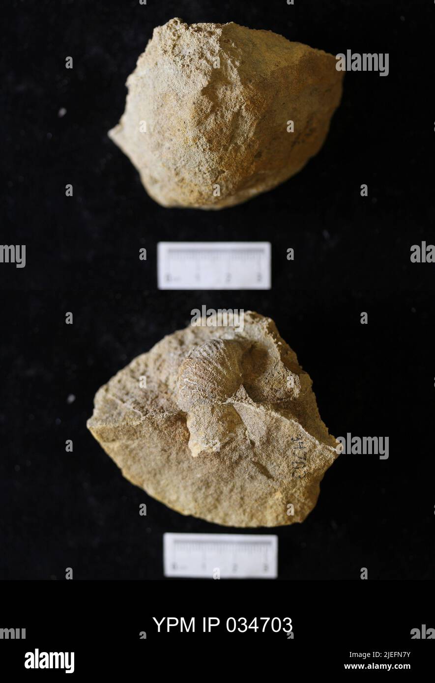 Scaphites hippocrepis dekay animalia hi-res stock photography and ...