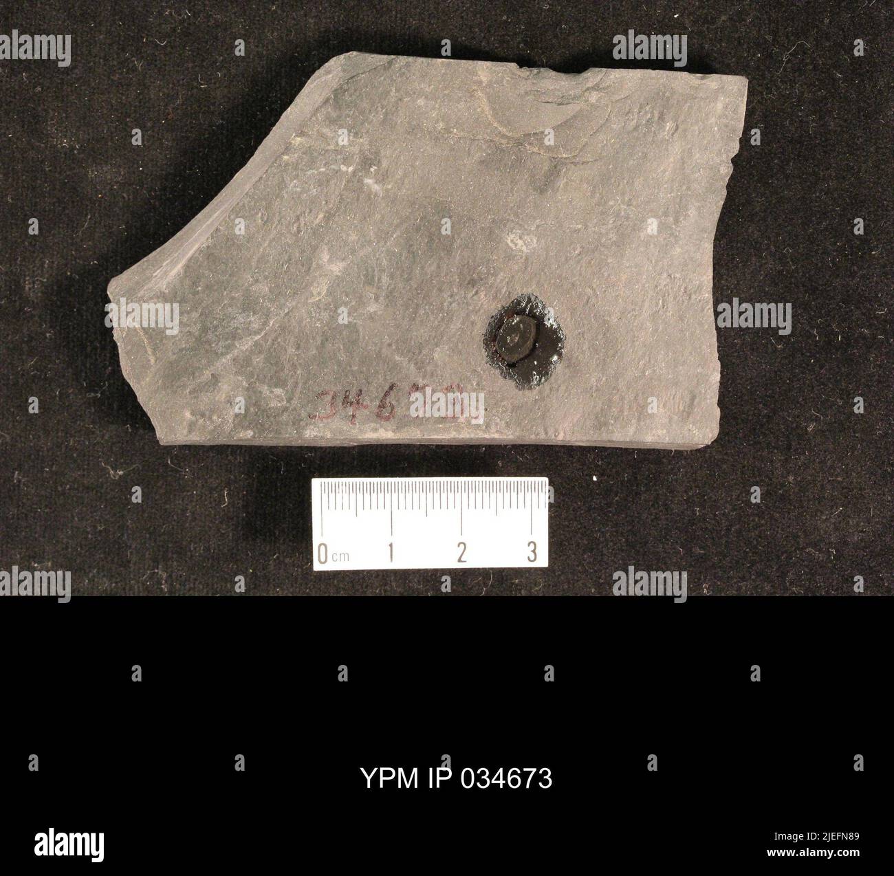 Hexapoda. IPB.00595: North Carolina. Rockingham County. insect layer ...