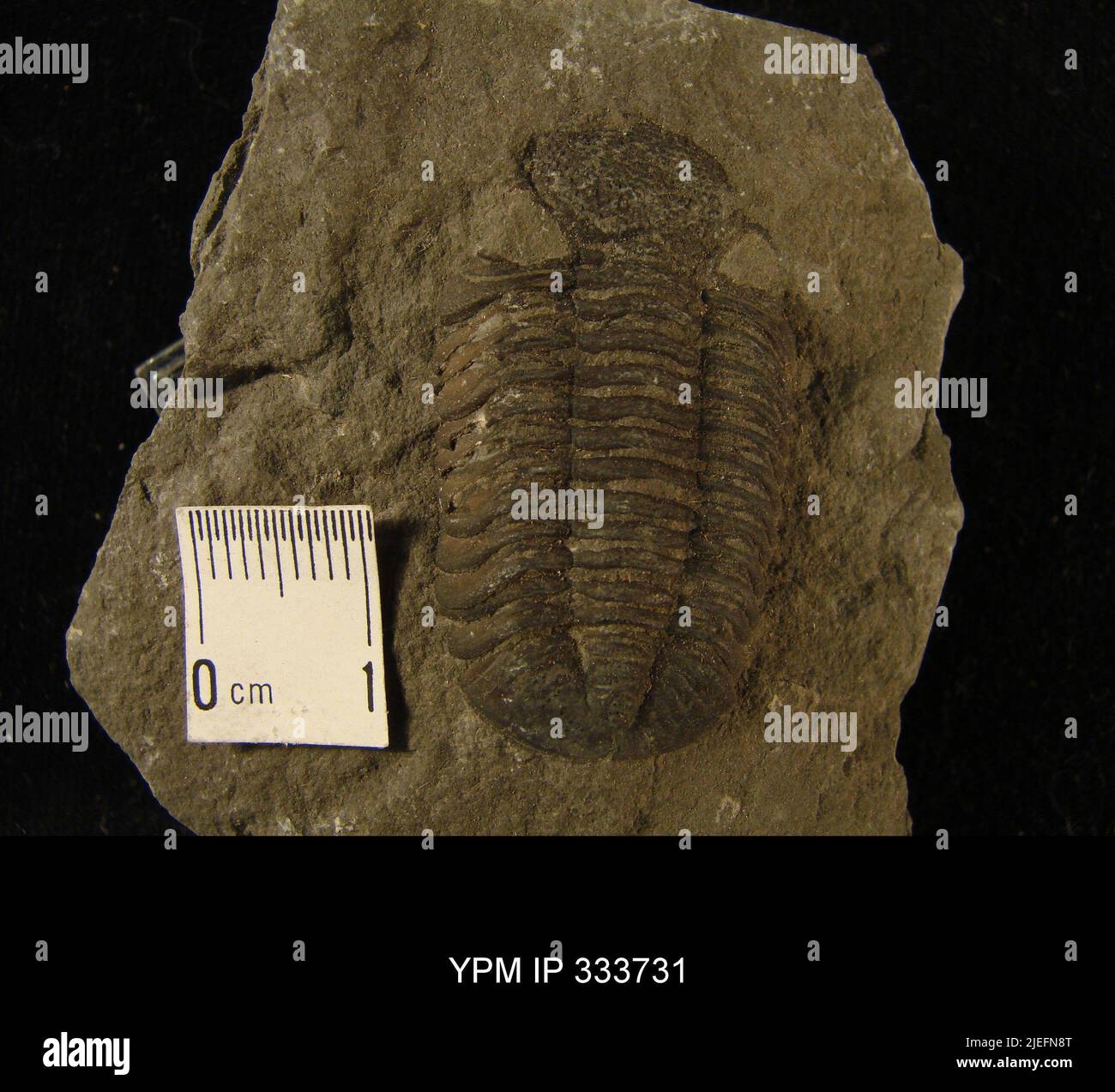 Phacops rana (Green Stock Photo - Alamy