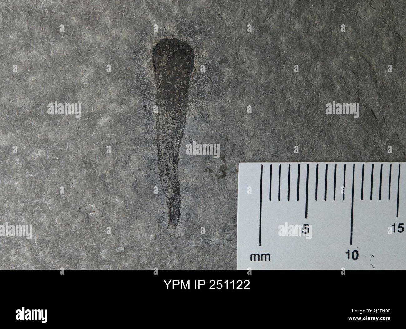 Cooksonia plants hi-res stock photography and images - Alamy