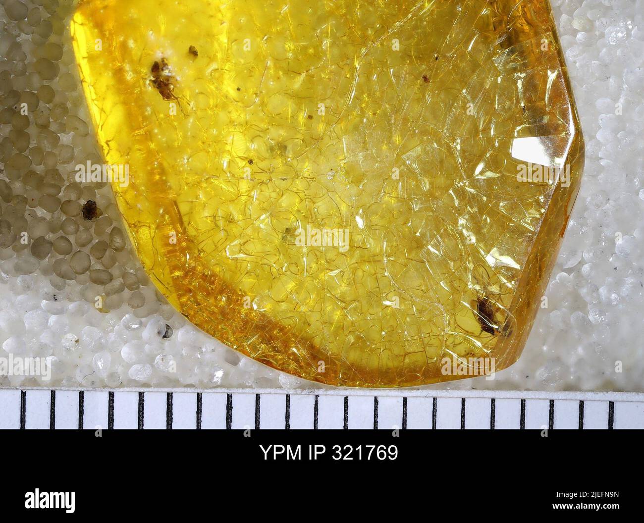 Range of small arthropods hi-res stock photography and images - Alamy