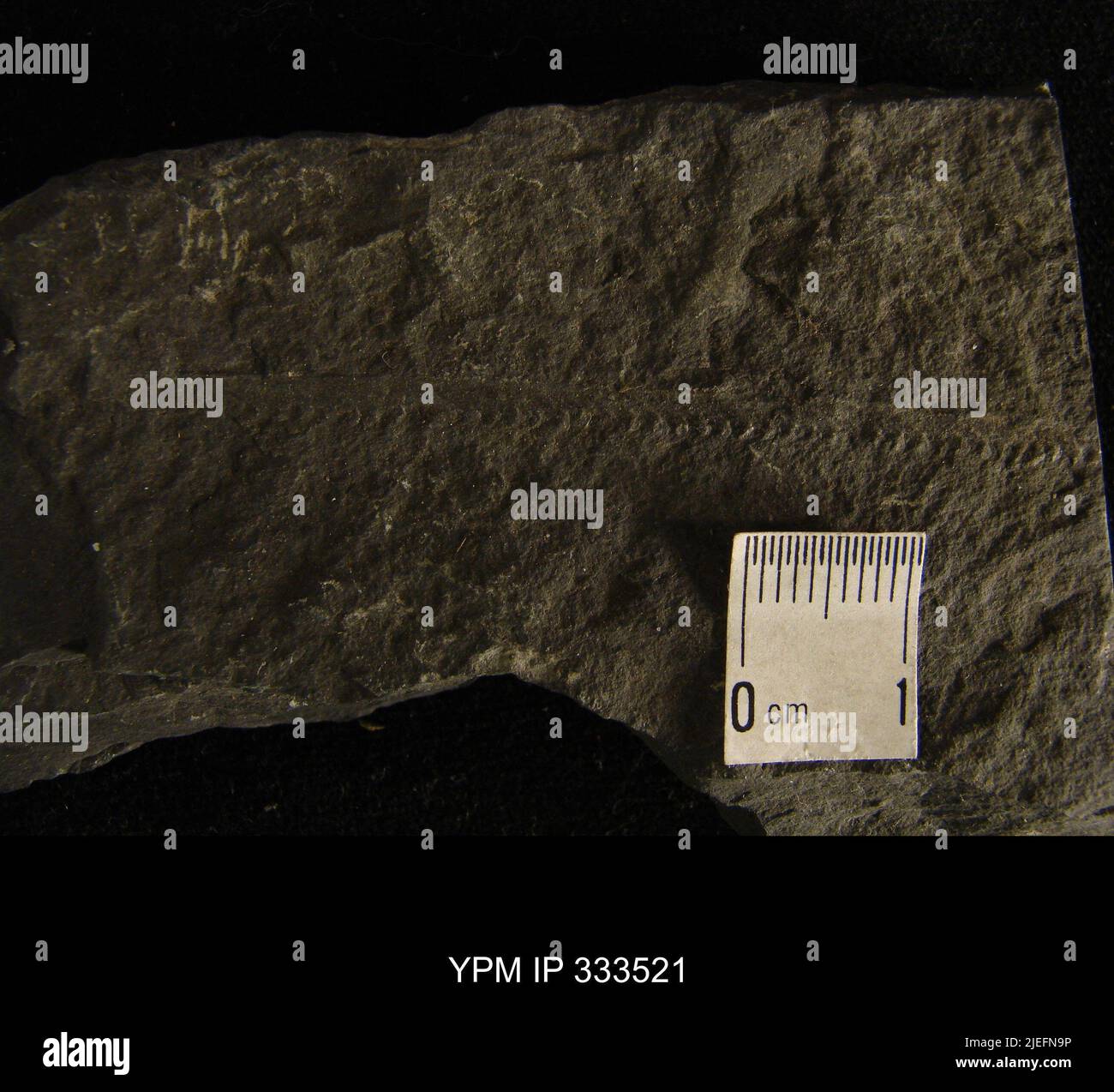 Monograptus hi-res stock photography and images - Alamy