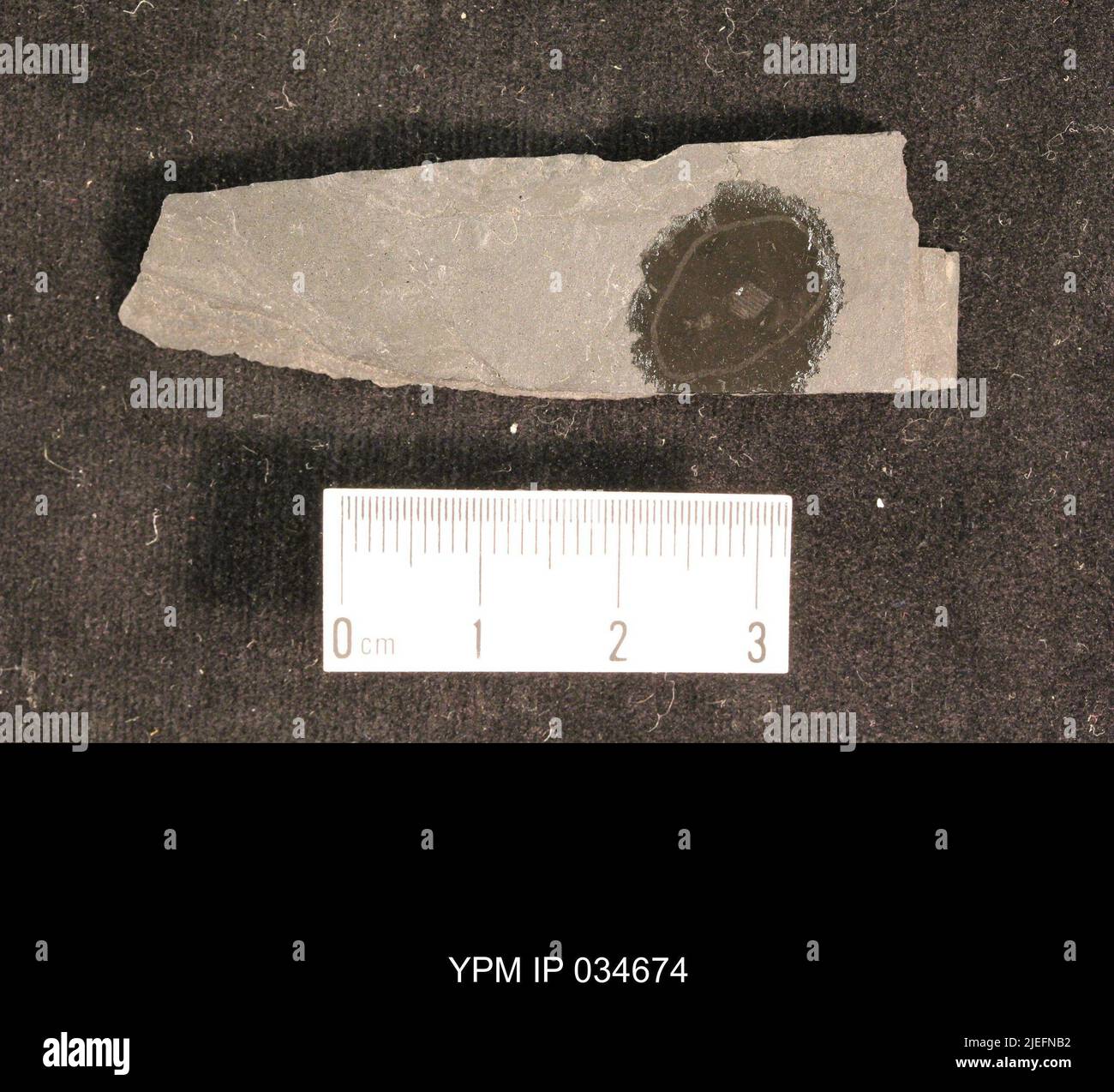Hexapoda. IPB.00595: North Carolina. Rockingham County. insect layer ...