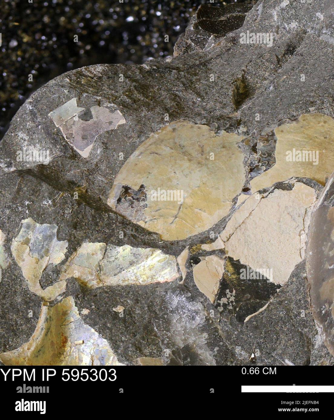 Sphenodiscus sp hi-res stock photography and images - Alamy