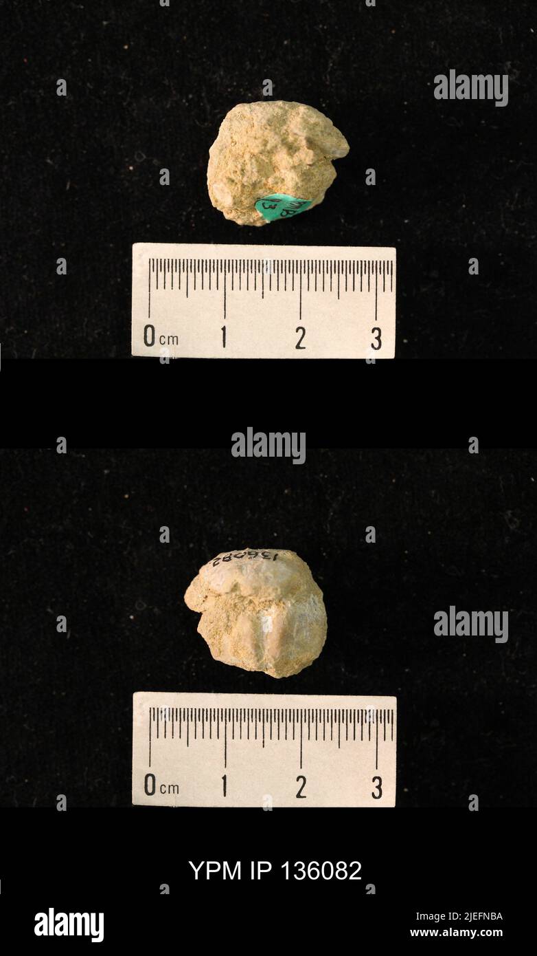 Prehistoric marine invertebrates hi-res stock photography and images ...