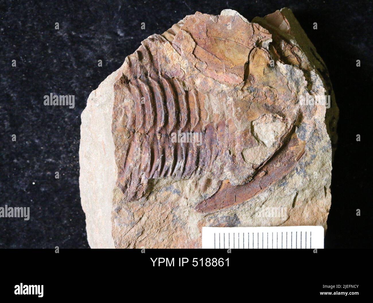 Asaphidae hi-res stock photography and images - Alamy