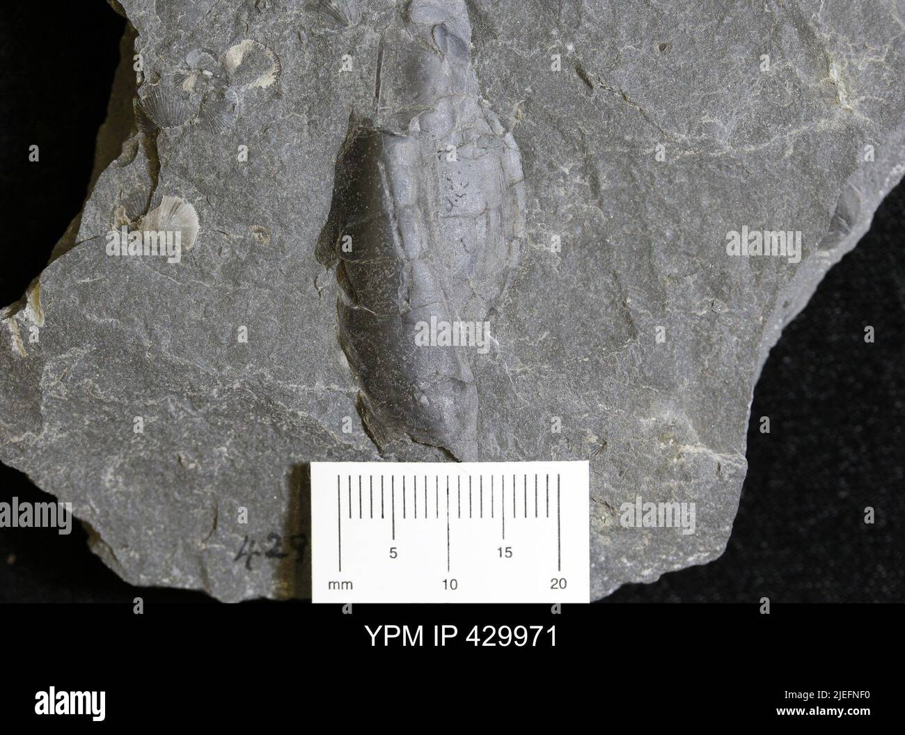 Phyllocarida hi-res stock photography and images - Alamy