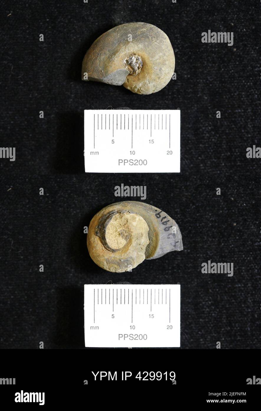 Trepospira rotalia animalia hi-res stock photography and images - Alamy