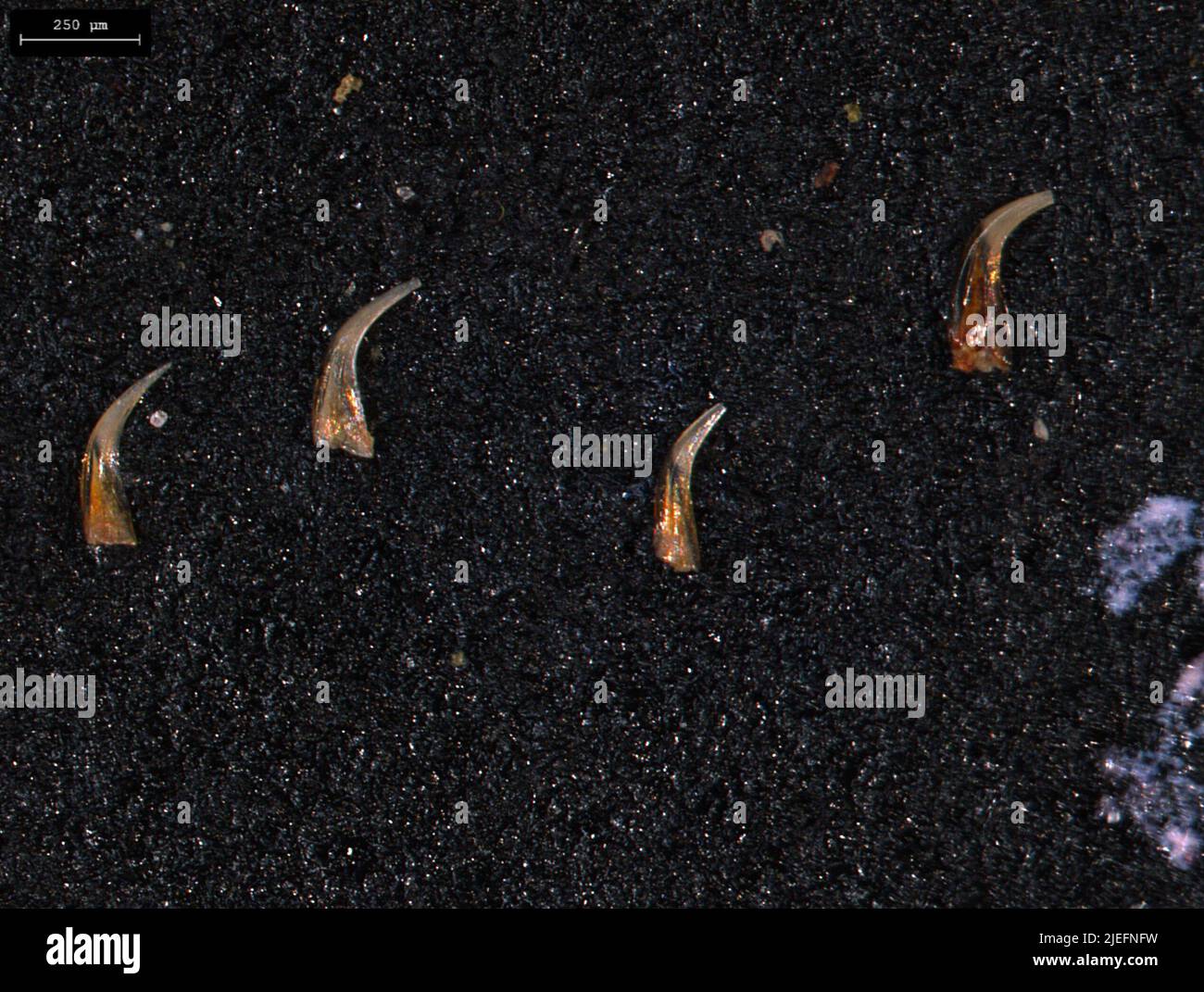 Panderodus gracilis (Branson & Mehl, 1933 Stock Photo - Alamy