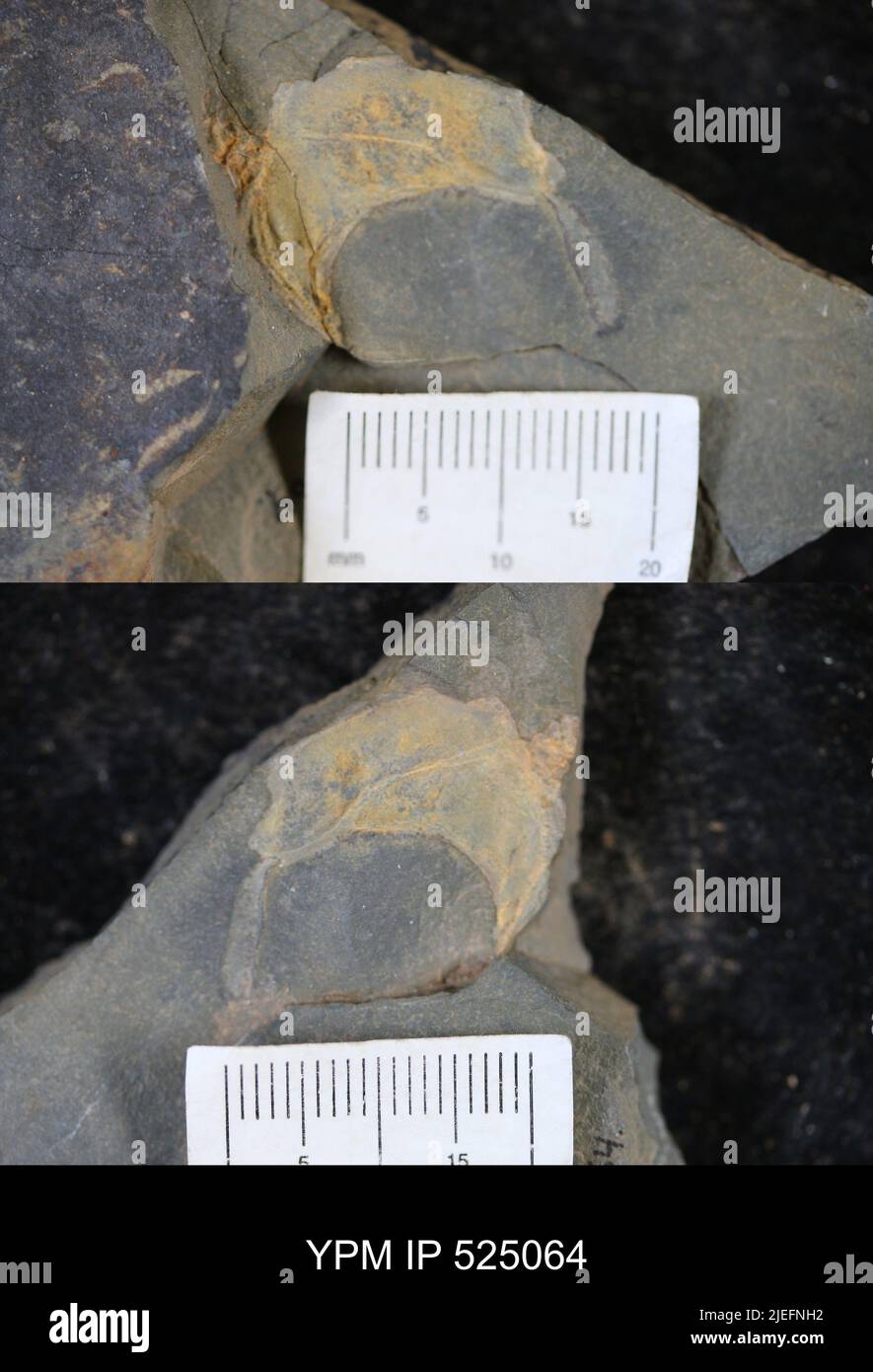 Cothurnocystis hi-res stock photography and images - Alamy