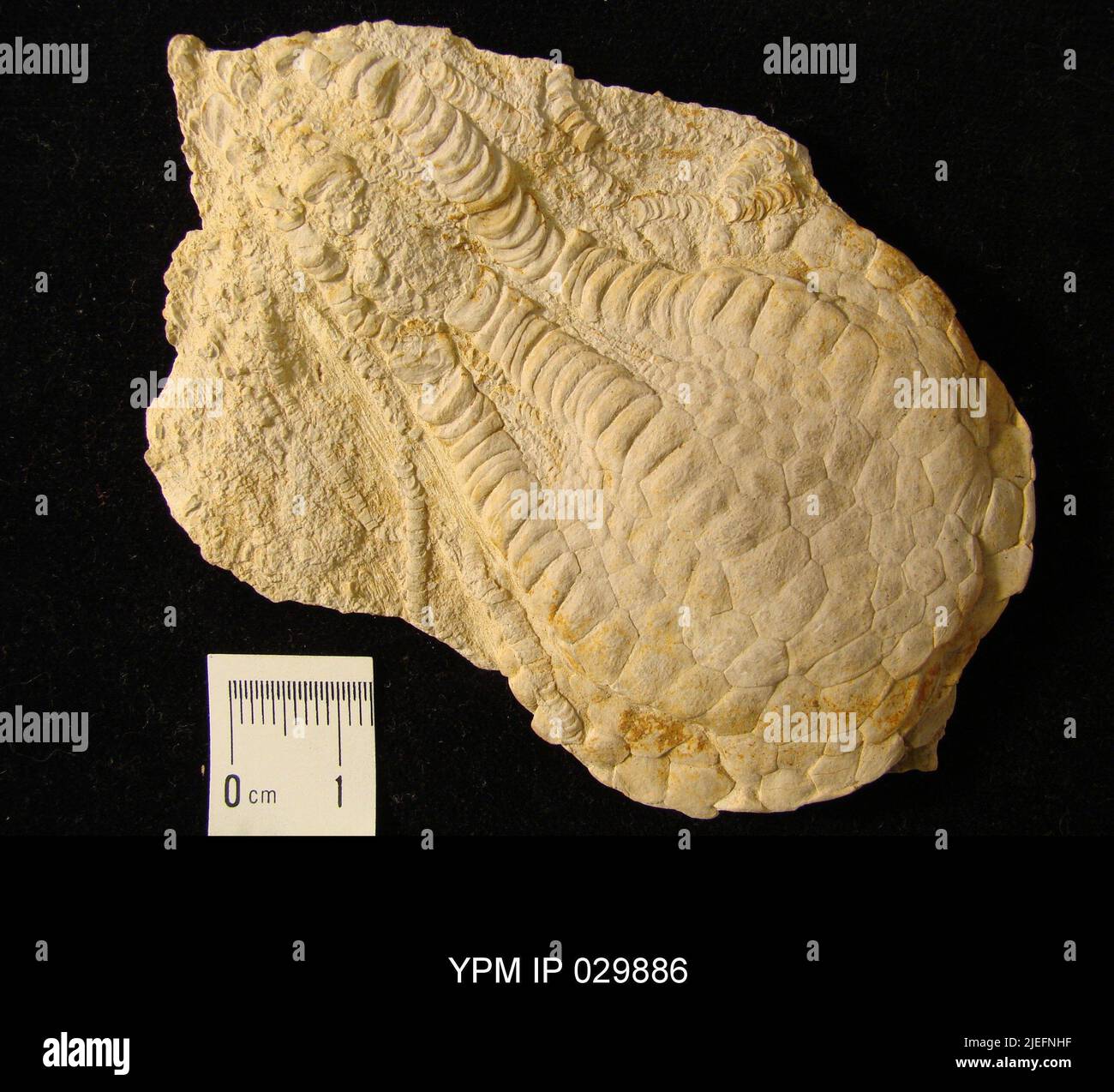 Uintacrinus socialis grinnell animalia hi-res stock photography and ...