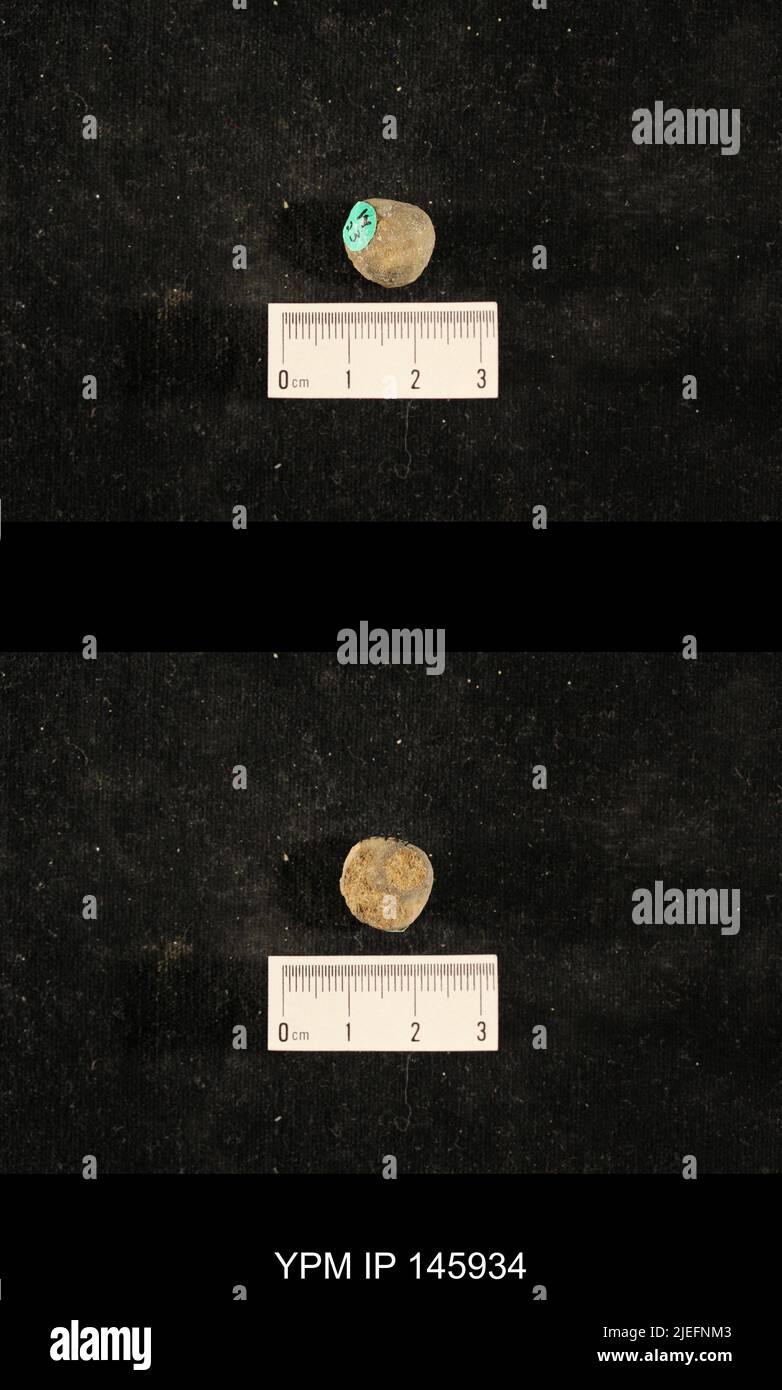 Euphemus hi-res stock photography and images - Alamy