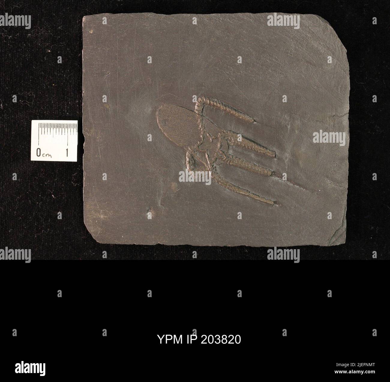 Furcaster palaeozoicus Sturtz Stock Photo - Alamy