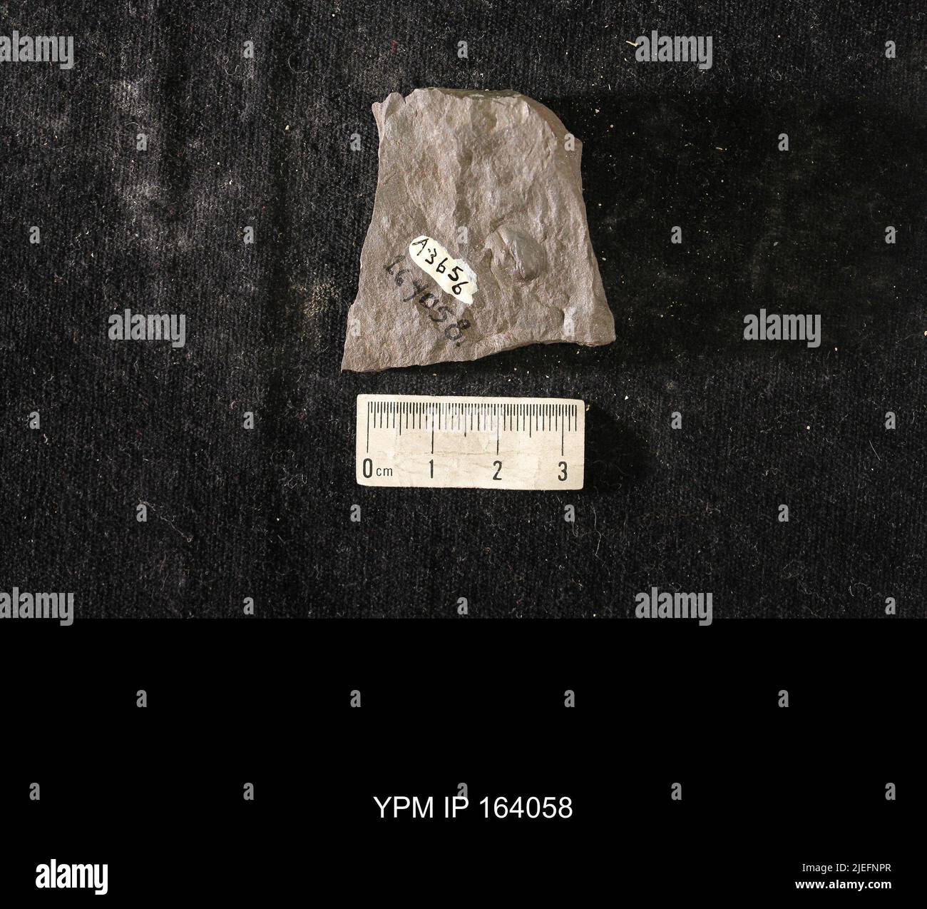 Lingula sp animalia hi-res stock photography and images - Alamy