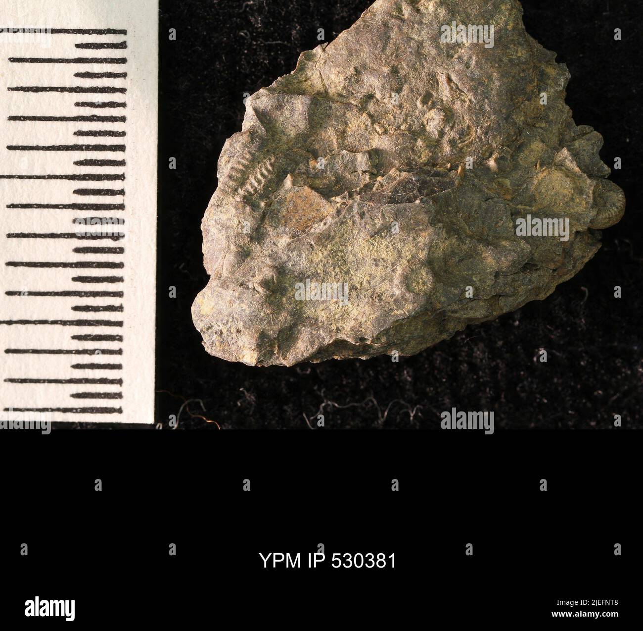 Pentremites hi-res stock photography and images - Alamy