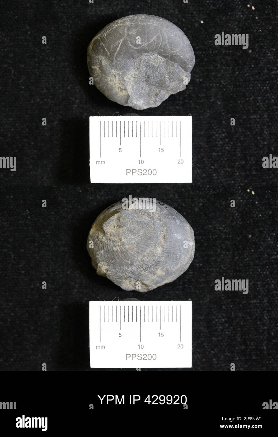 Trepospira rotalia animalia hi-res stock photography and images - Alamy