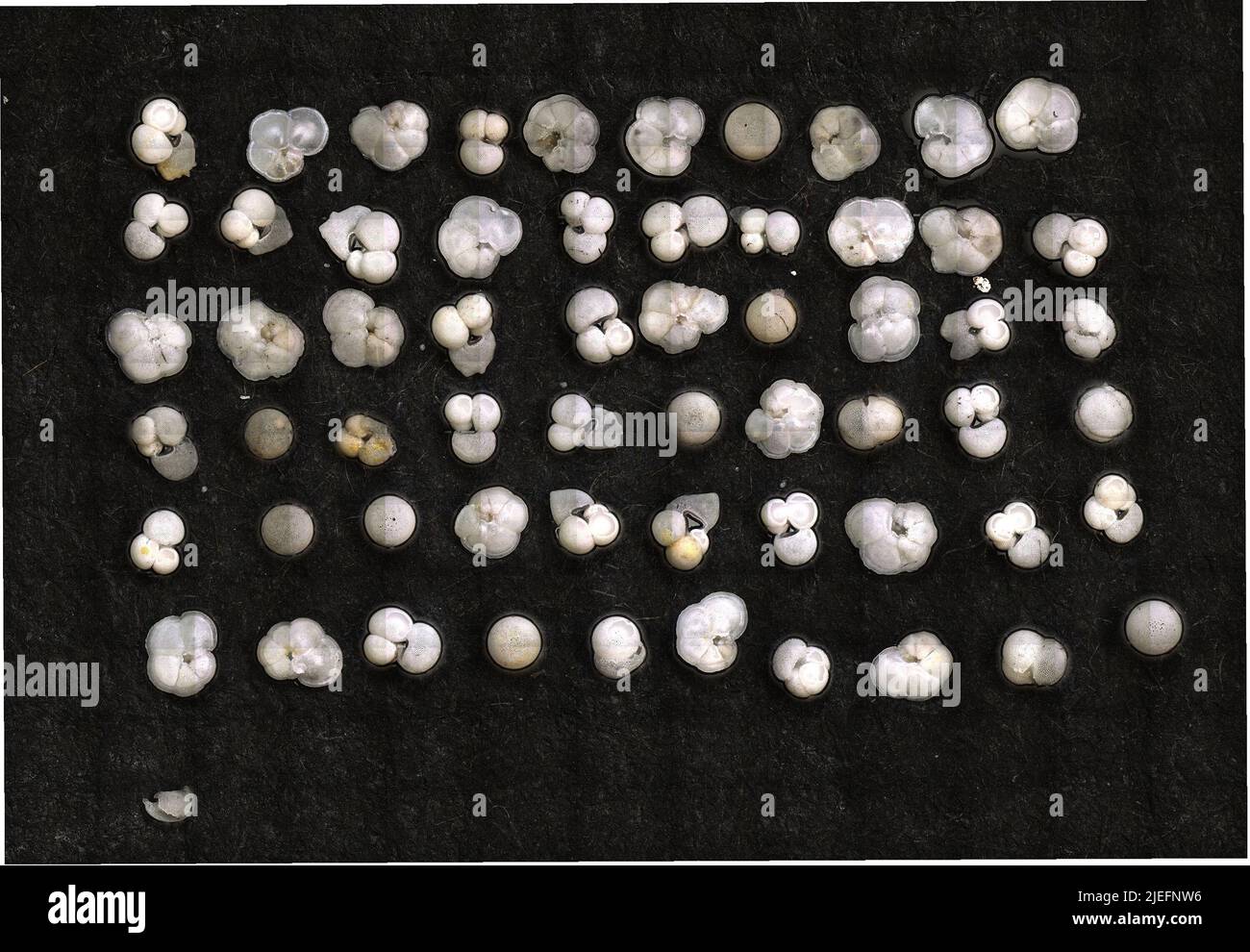 Sphaeroidinella dehiscens (Parker & Jones, 1865 Stock Photo - Alamy