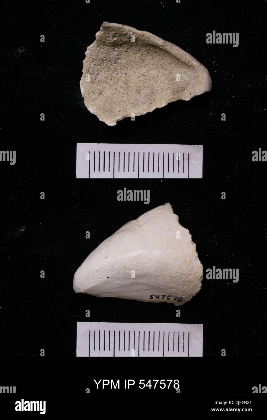 Modiola modiolus (Linnaeus, 1758 Stock Photo - Alamy