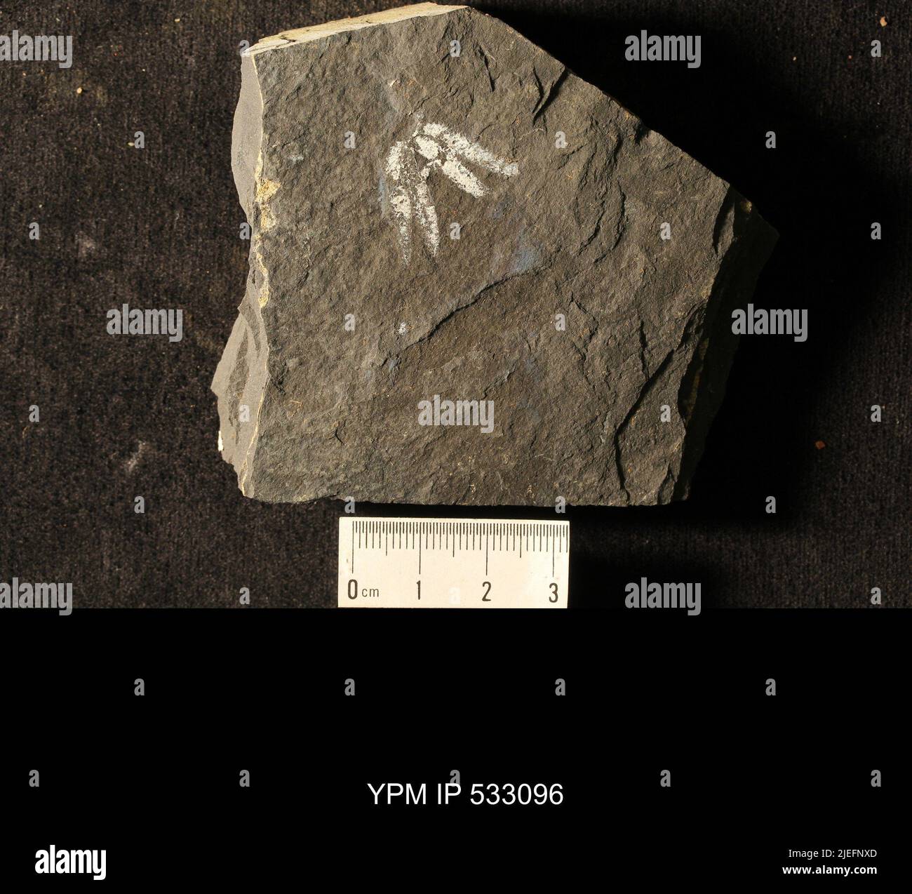 Tetragraptus hi-res stock photography and images - Alamy