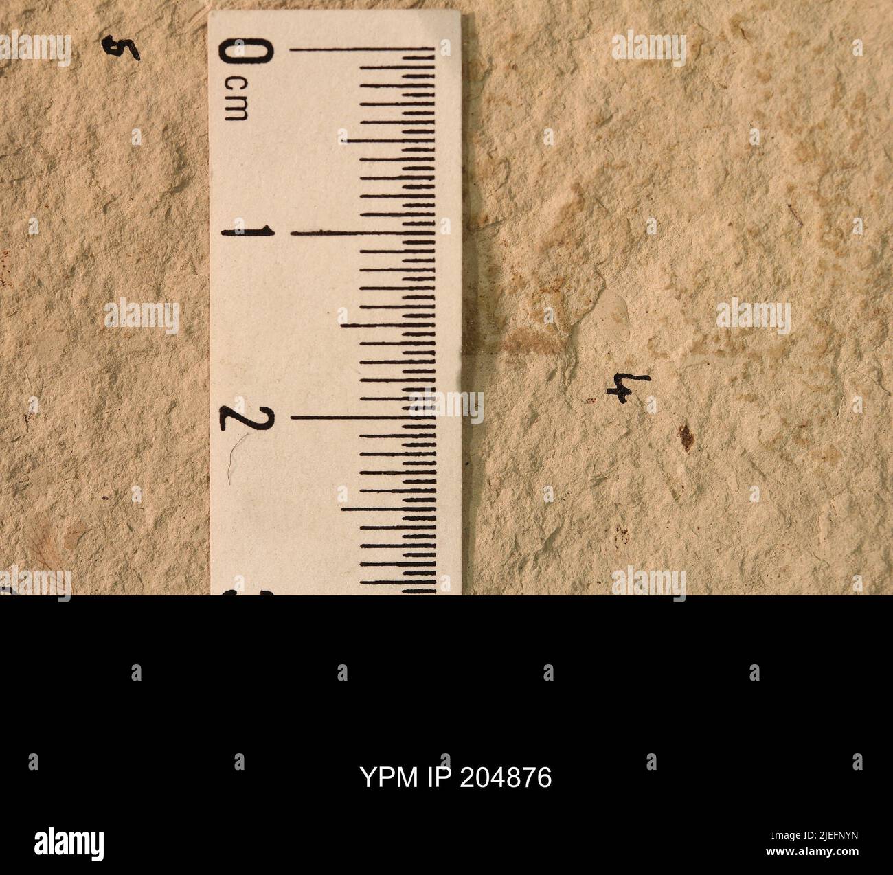 Order blattaria hi-res stock photography and images - Alamy