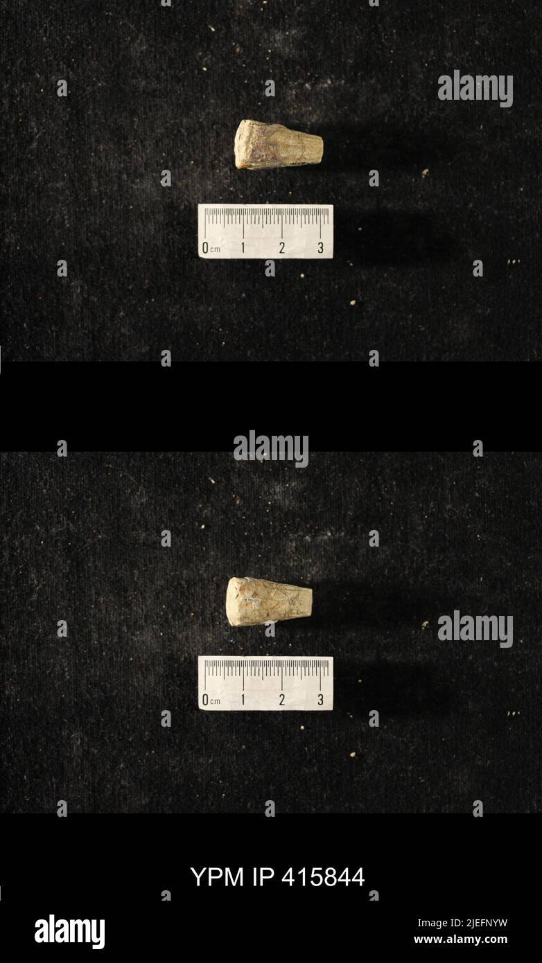 Crustula hi-res stock photography and images - Alamy