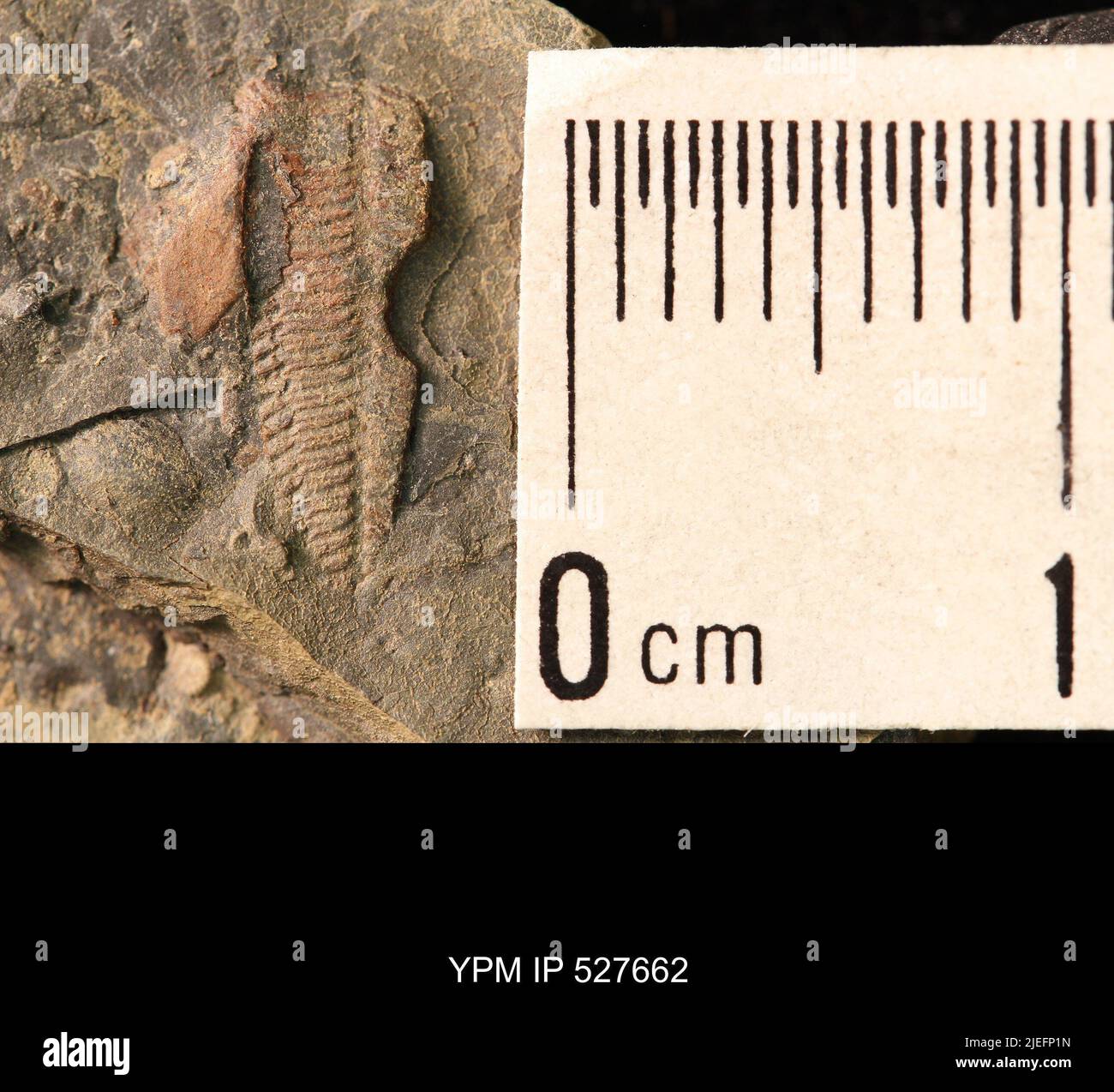 Pentremites hi-res stock photography and images - Alamy