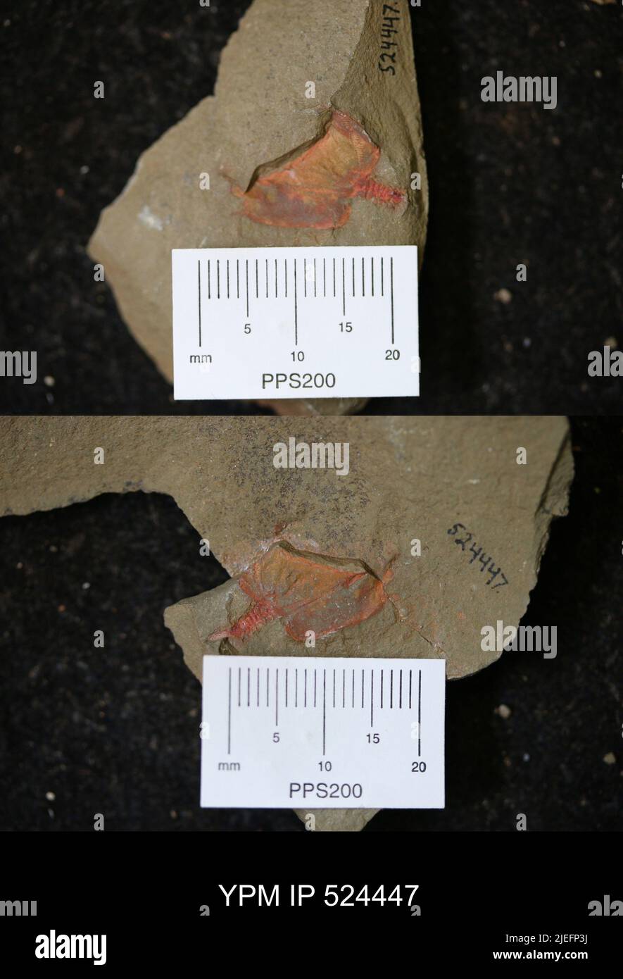 Cothurnocystis sp animalia hi-res stock photography and images - Alamy