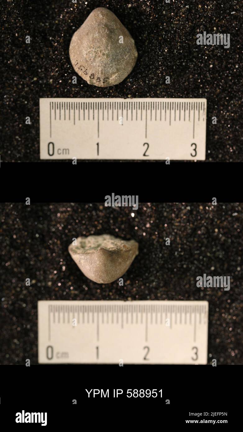 Dalmanella wisbyensis animalia hi-res stock photography and images - Alamy