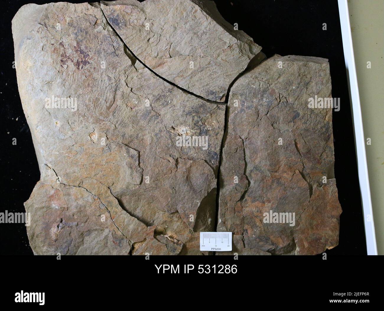 Dinocarida hi-res stock photography and images - Alamy