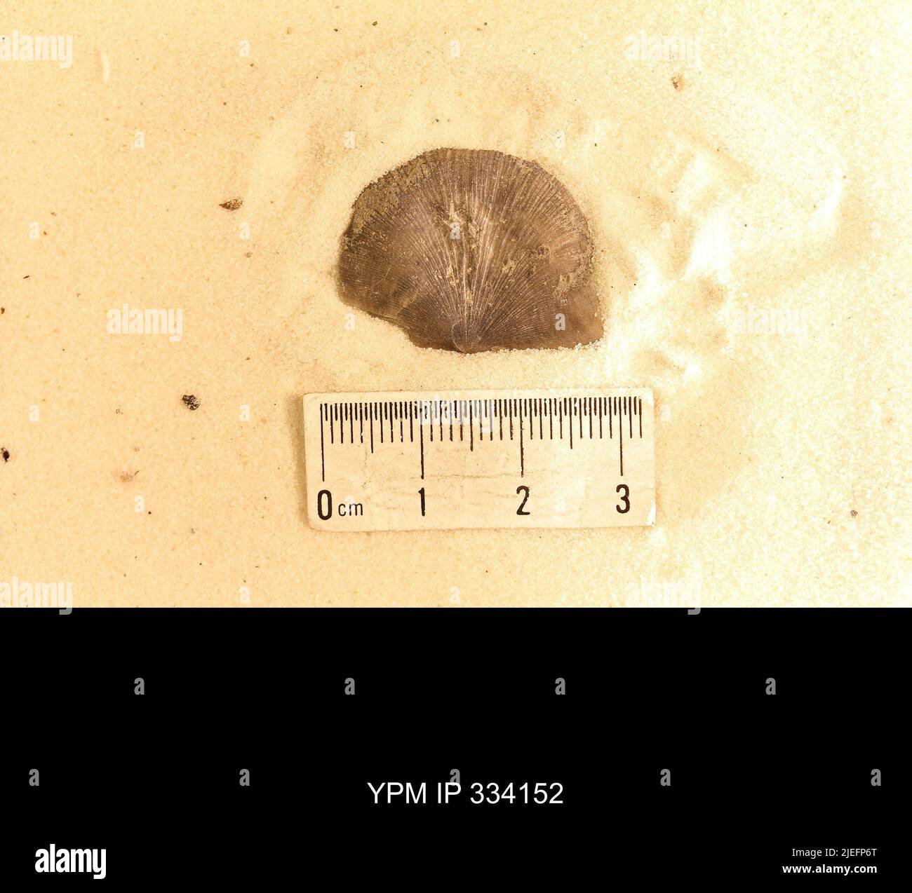 Rafinesquina hi-res stock photography and images - Alamy