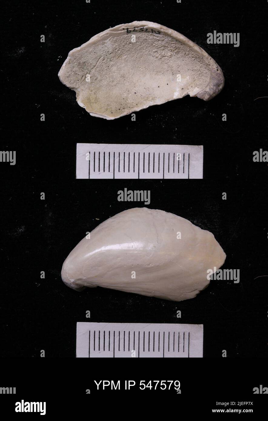 Modiola modiolus (Linnaeus, 1758 Stock Photo - Alamy