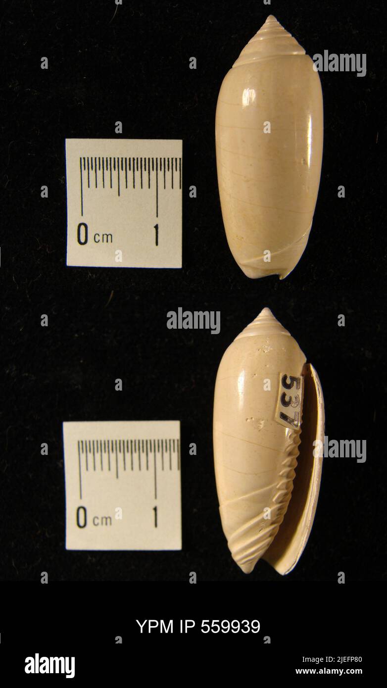 Oliva reticularis lamarck animalia hi-res stock photography and images ...