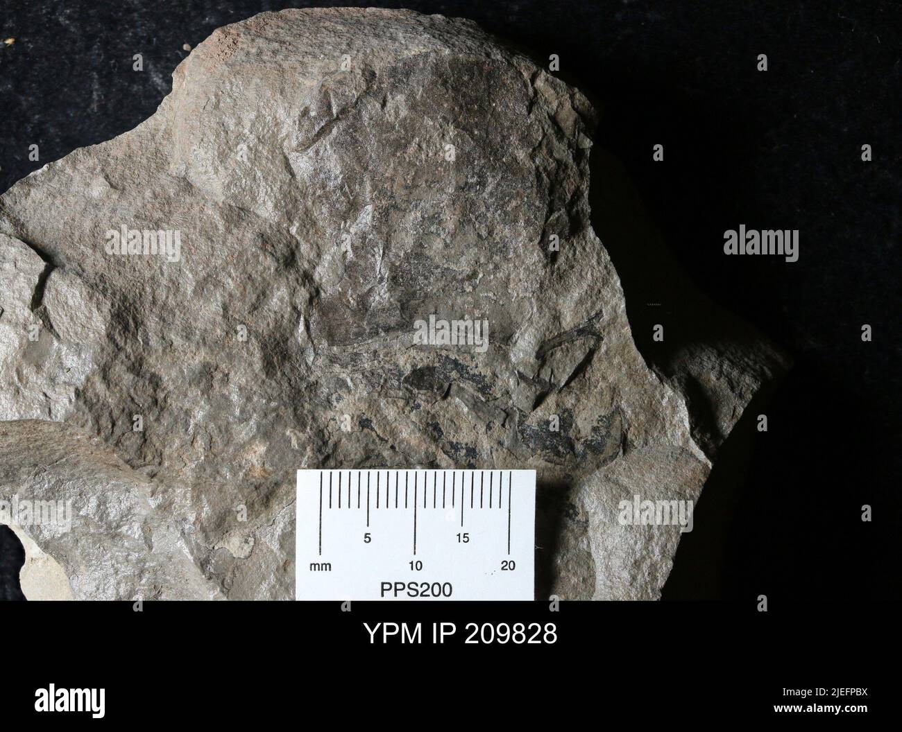 Pterygotus hi-res stock photography and images - Alamy