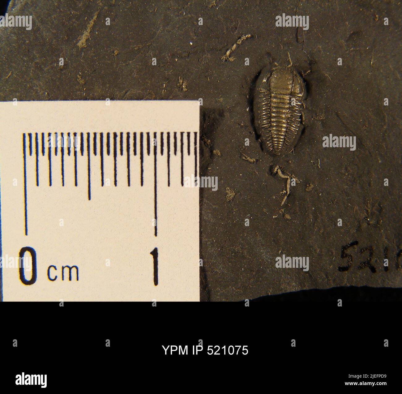 Triarthrus sp hi-res stock photography and images - Alamy