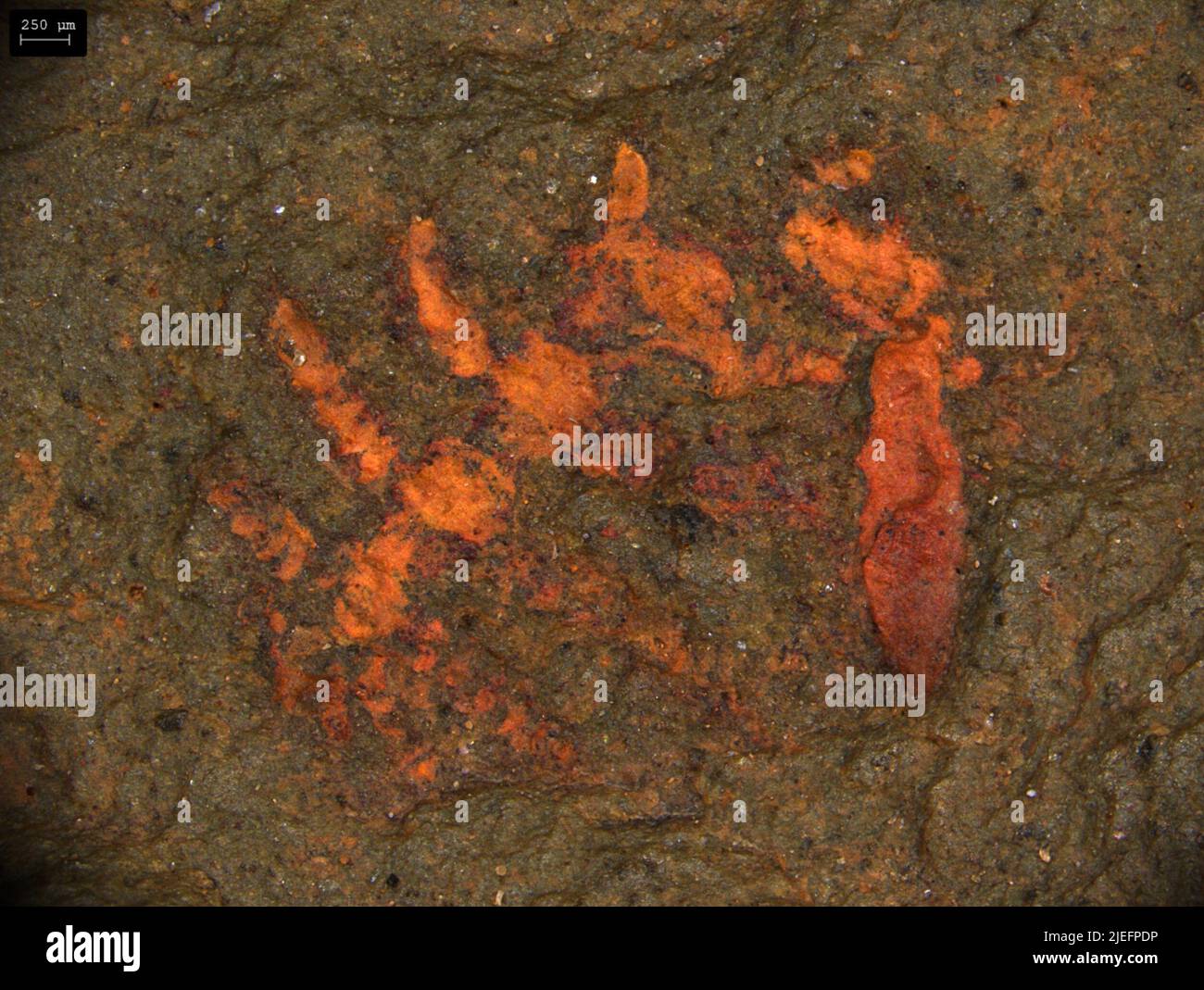 Lobopodia hi-res stock photography and images - Alamy