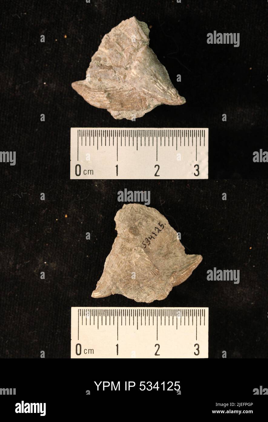 Phylum cnidaria cnidaria hi-res stock photography and images - Alamy