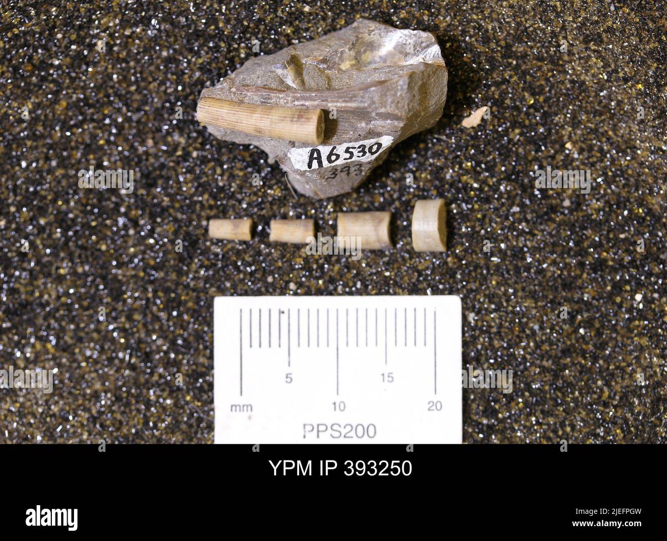 Dentaliidae tusk hi-res stock photography and images - Alamy