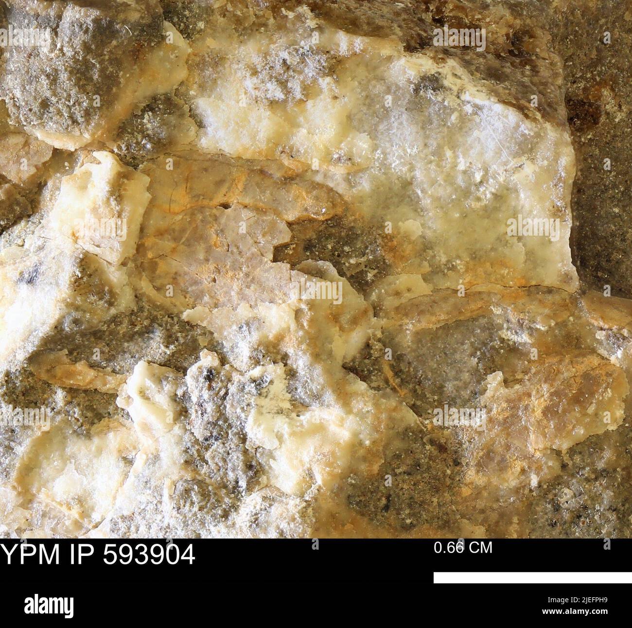 Anthracomartus priesti Pocock, 1911 Stock Photo - Alamy