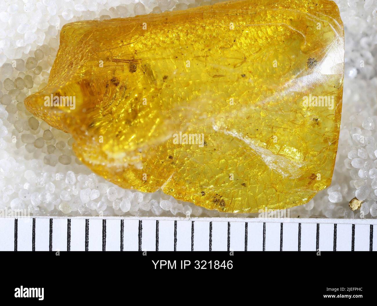 Undet acari animalia hi-res stock photography and images - Alamy