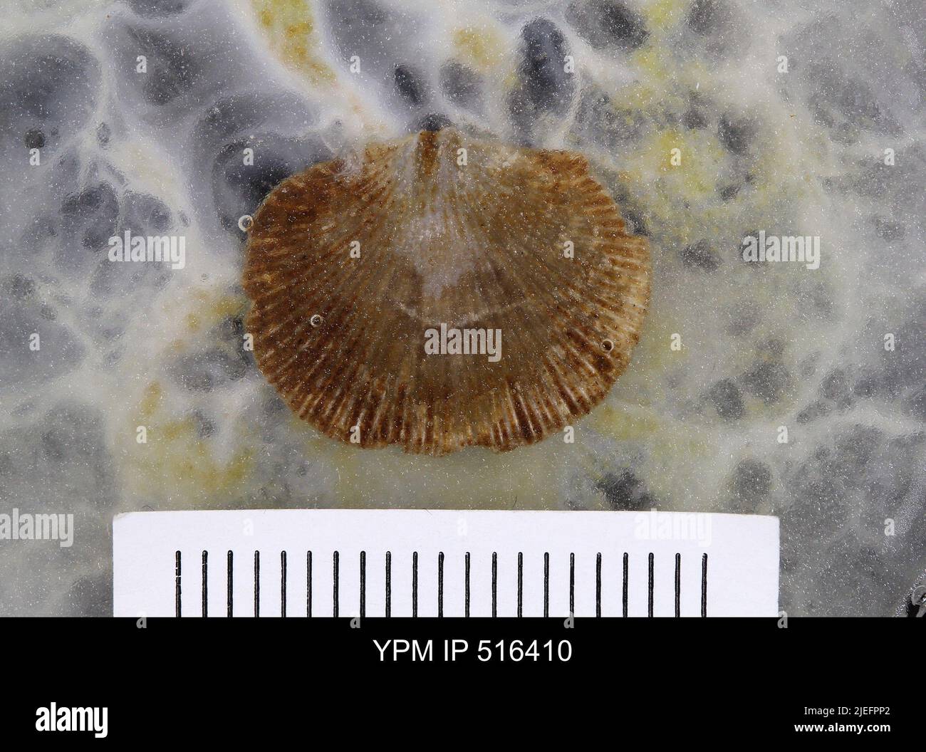Dalmanella testudinaria (Dalman, 1827 Stock Photo - Alamy