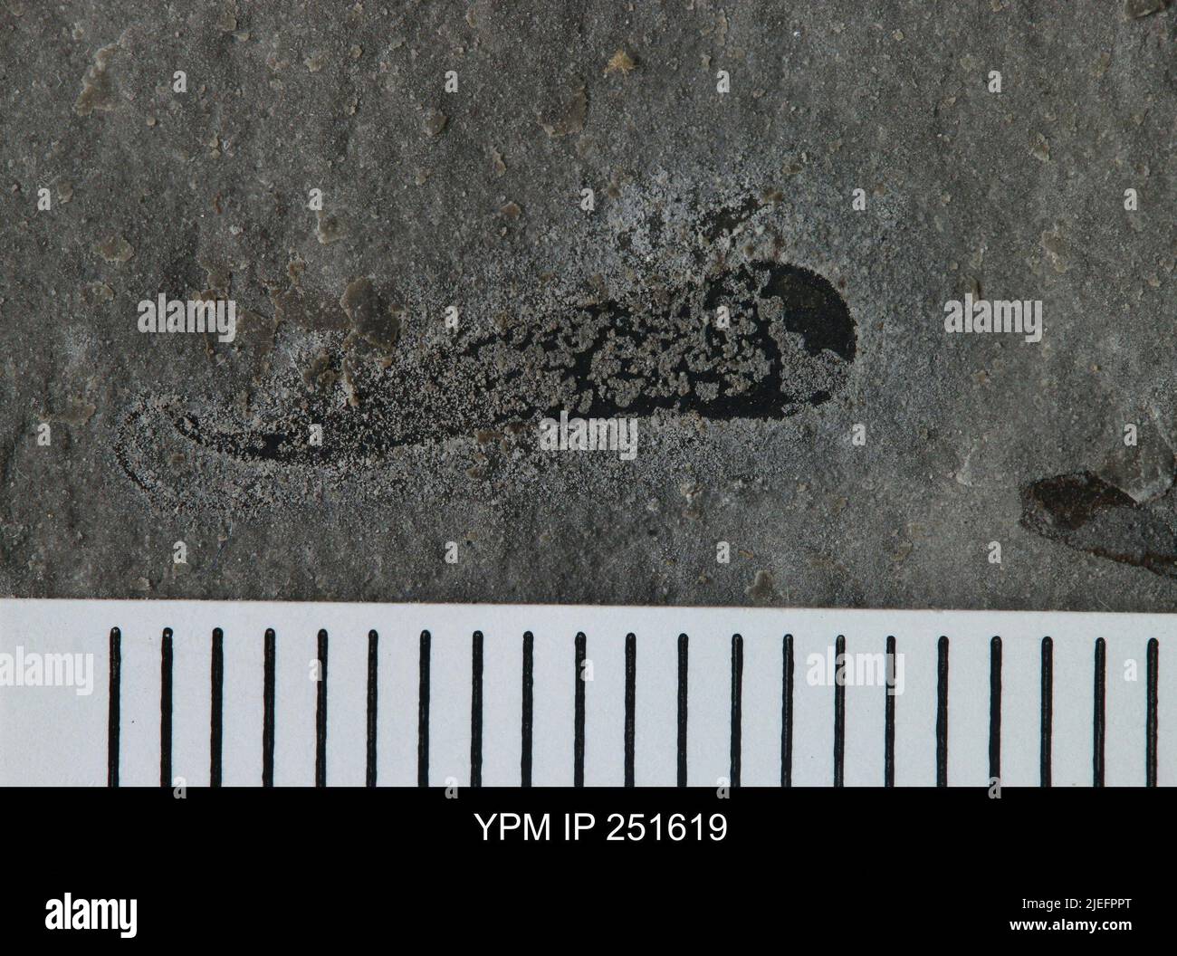 Cooksonia plants hi-res stock photography and images - Alamy