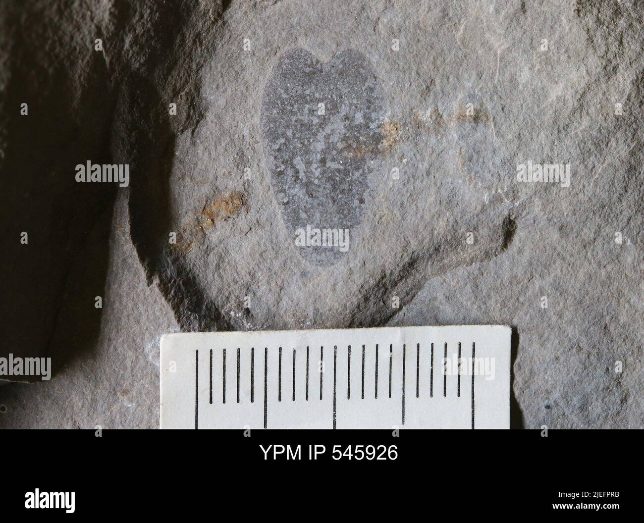 Eurypterus sp animalia hi-res stock photography and images - Alamy