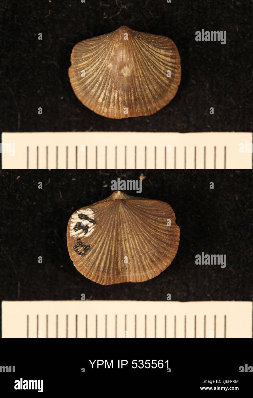 Dalmanella sp hi-res stock photography and images - Alamy