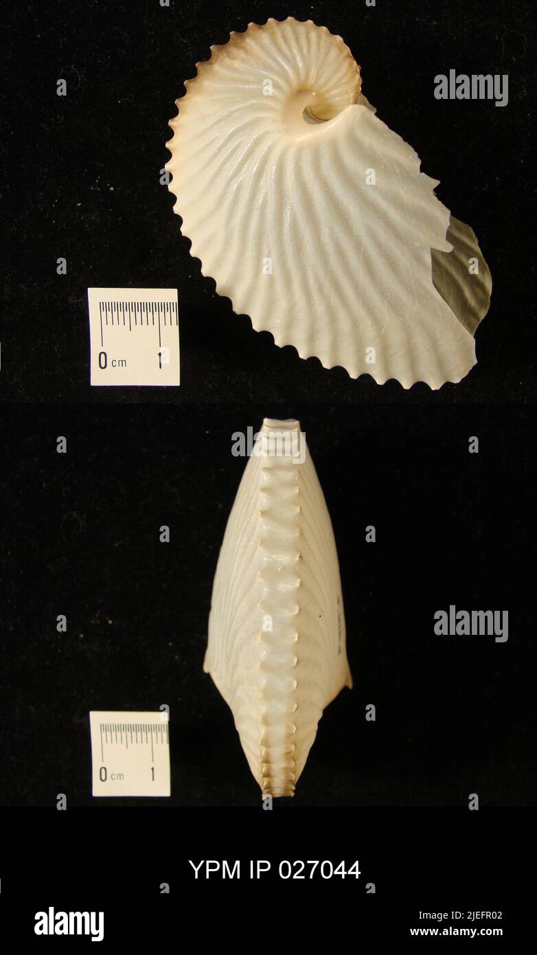 Argonauta hi-res stock photography and images - Alamy