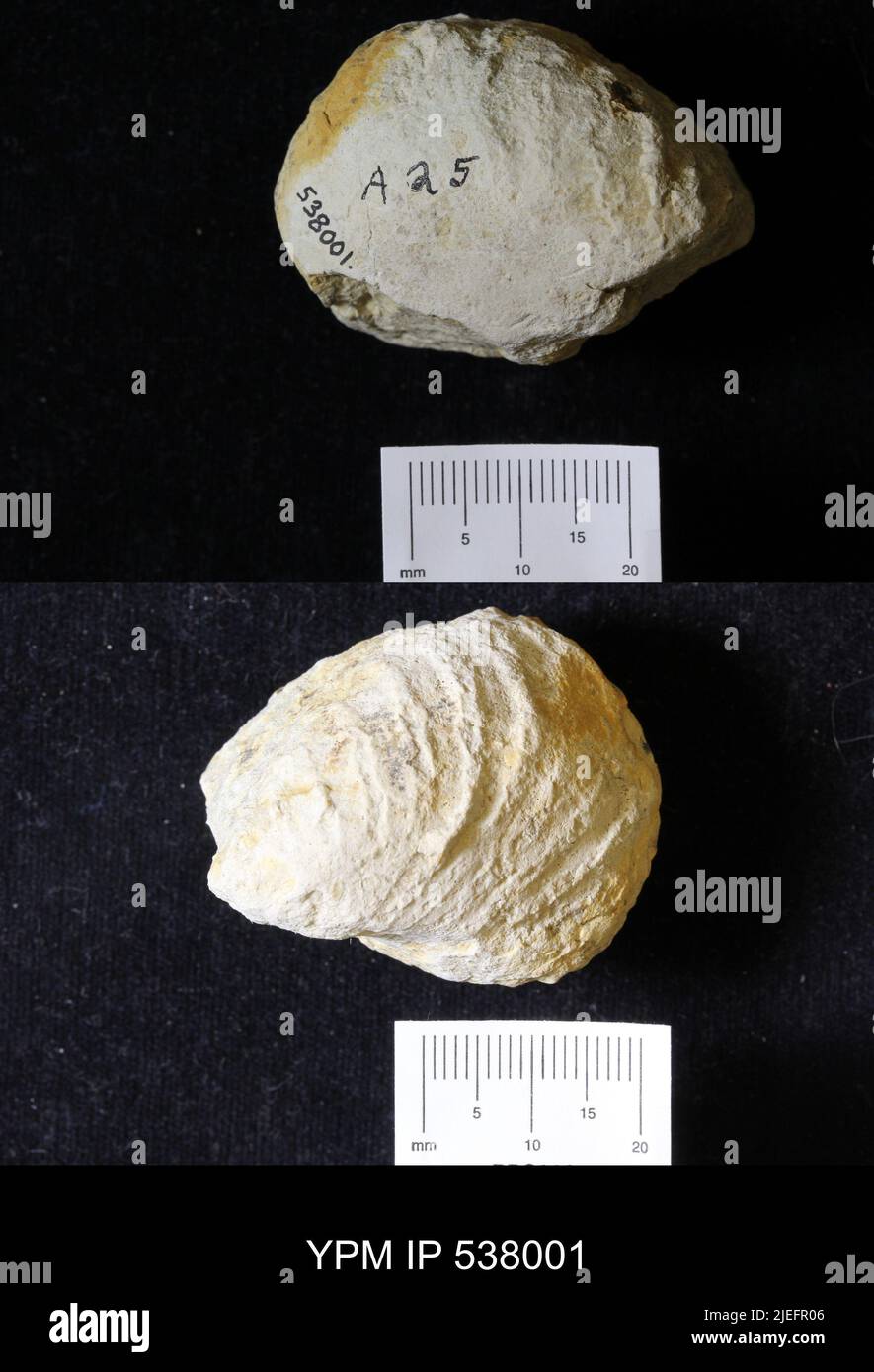 Trigonia emoryi conrad hi-res stock photography and images - Alamy