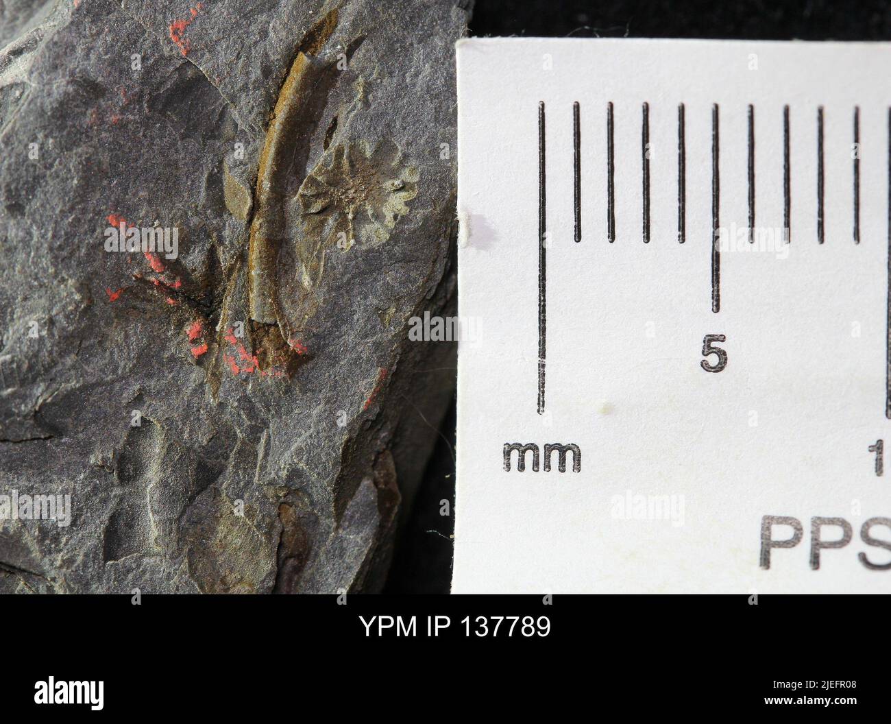 Eocystites primaevus animalia hi-res stock photography and images - Alamy