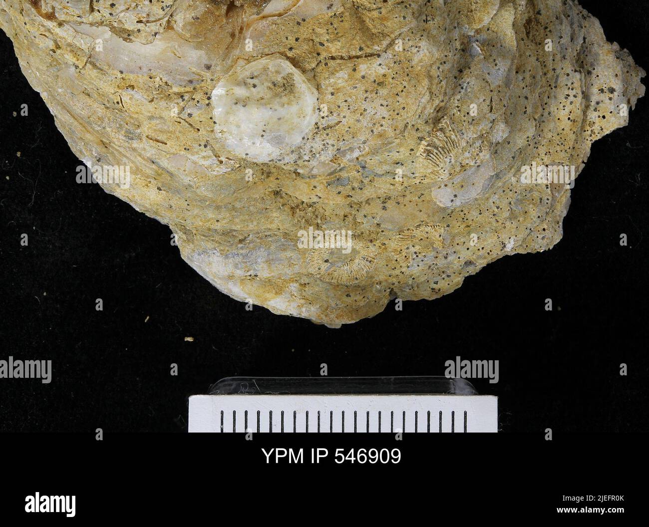 Balanus sp hi-res stock photography and images - Alamy